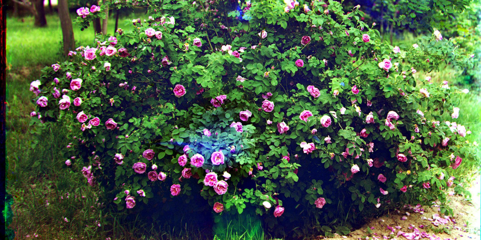 Rebecca Solnit: Orwell's Roses - Deep Water Literary Festival